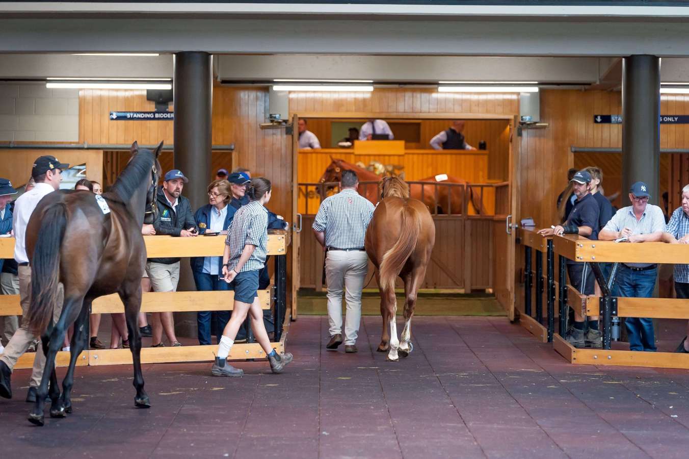Karaka 2025 Preview: The notable lots for sale