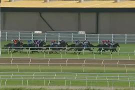 Bello Cavallo | Horse Profile, Form Guide & Latest Odds